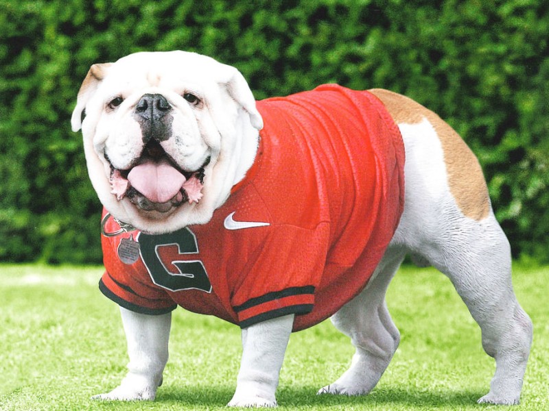 Georgia Bulldogs mascot UGA IX passes away – Albany Herald