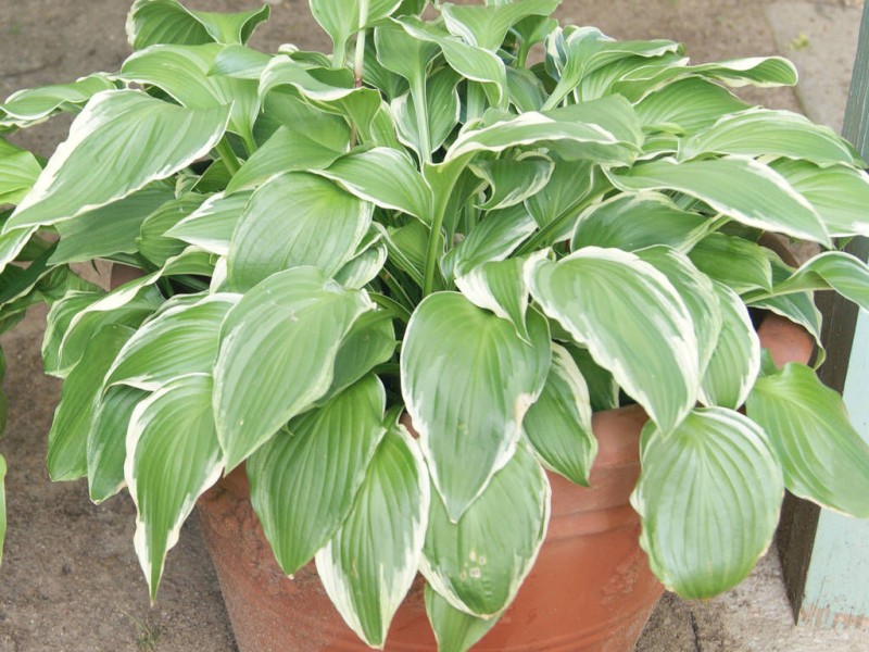 CONSUMER Qs: Smaller hostas can be grown as container plants – Albany ...
