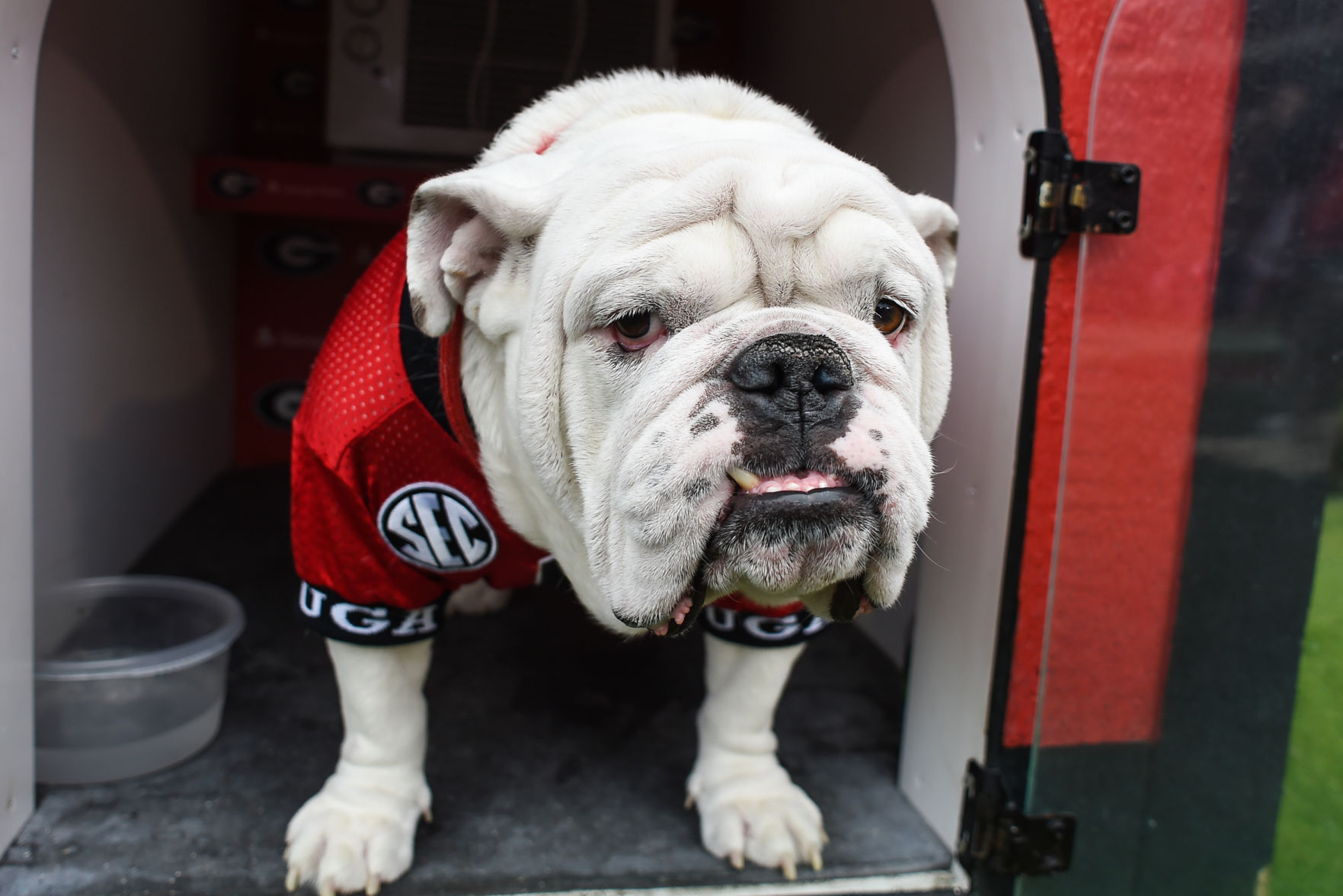 Three UGA grads selected for Georgia Sports Hall of Fame – Albany Herald