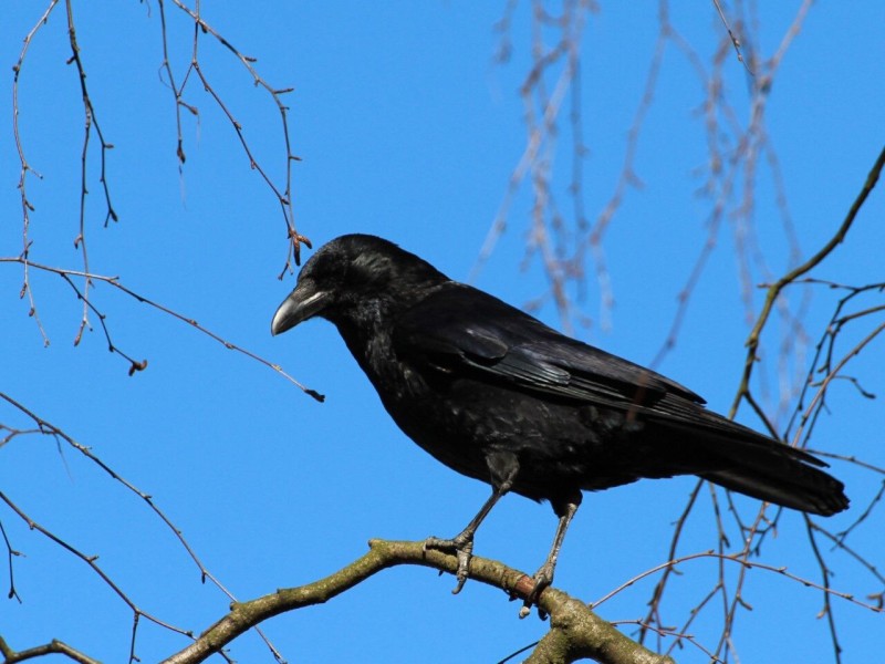 These 'flying primates' have something to crow about – Albany Herald