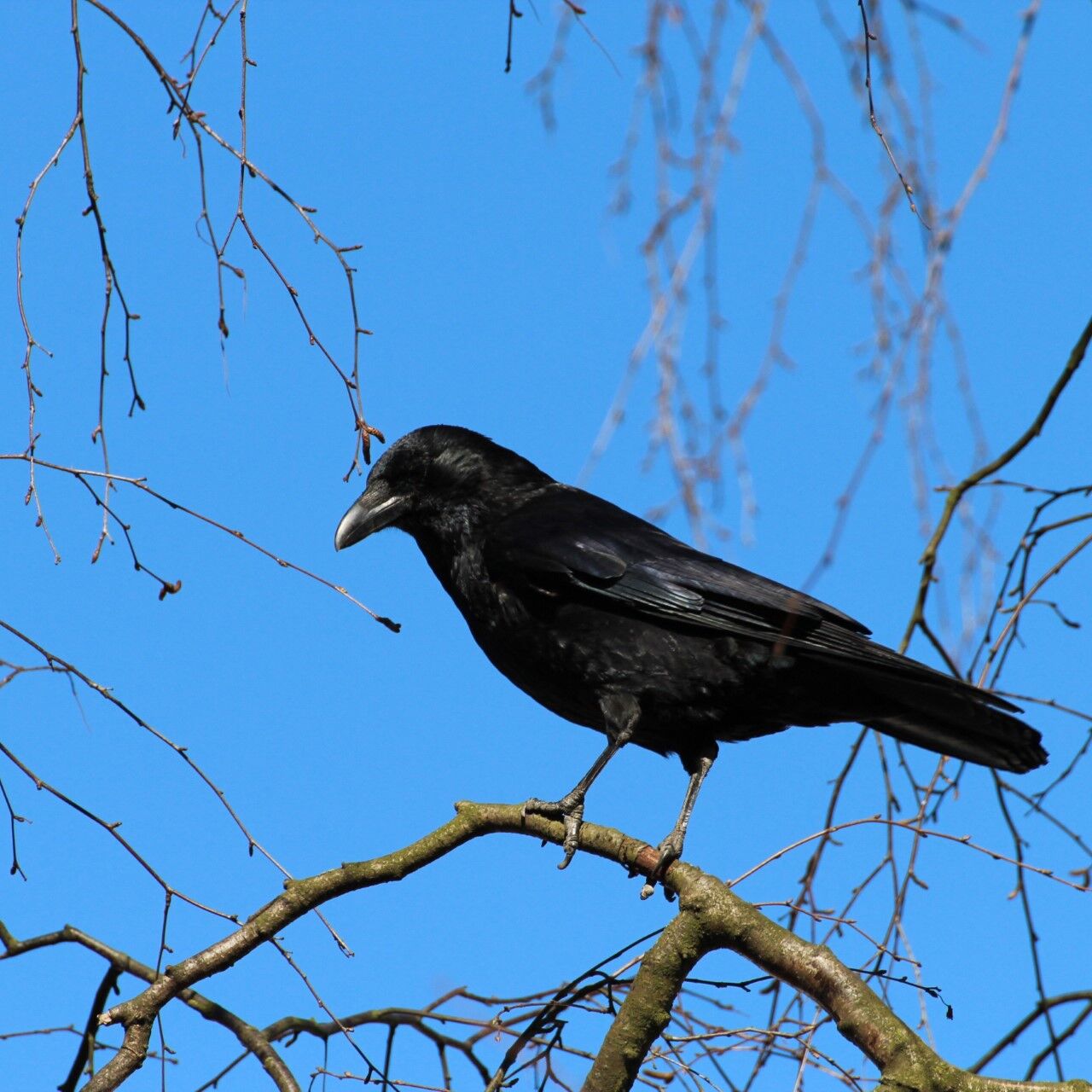 These 'flying primates' have something to crow about – Albany Herald