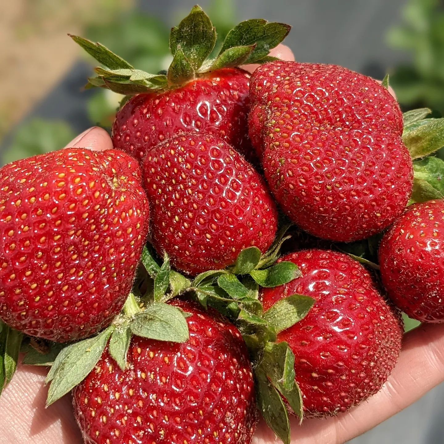 GET OUT THERE: 5 things to do in southwest Georgia this weekend, April ...