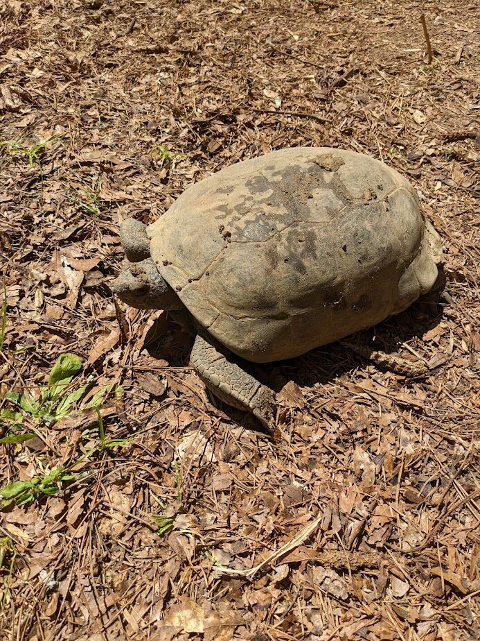 Saturday is Gopher Tortoise Day at Chehaw, RiverQuarium – Albany Herald