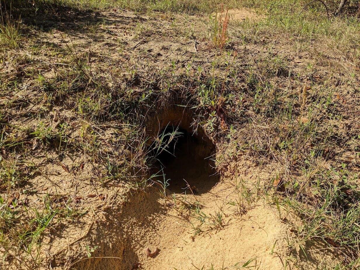 Saturday is Gopher Tortoise Day at Chehaw, RiverQuarium – Albany Herald