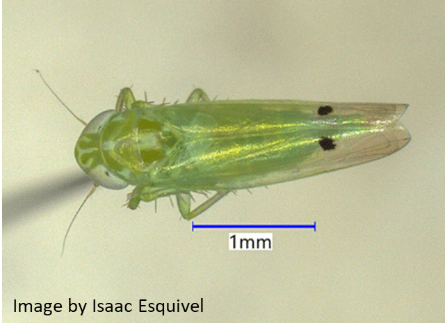 'Final nail in the coffin': New invasive cotton jassid bug spreads ...