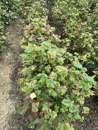 'Final nail in the coffin': New invasive cotton jassid bug spreads across Georgia – Albany Herald