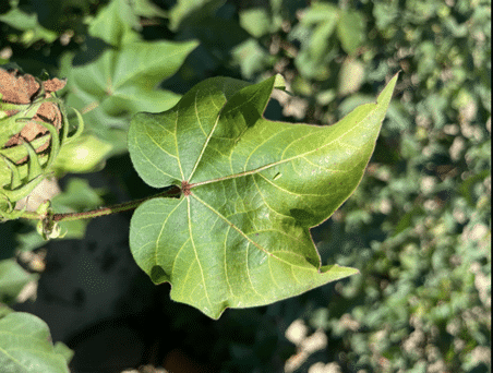 'Final nail in the coffin': New invasive cotton jassid bug spreads ...