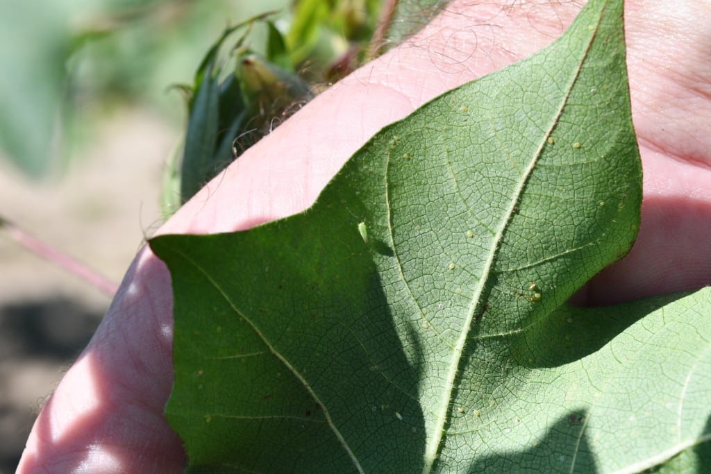 'Final nail in the coffin': New invasive cotton jassid bug spreads ...
