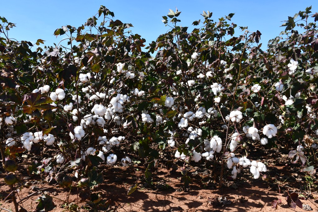 Georgia’s cotton fields are vanishing: Farmers warn industry is under ...