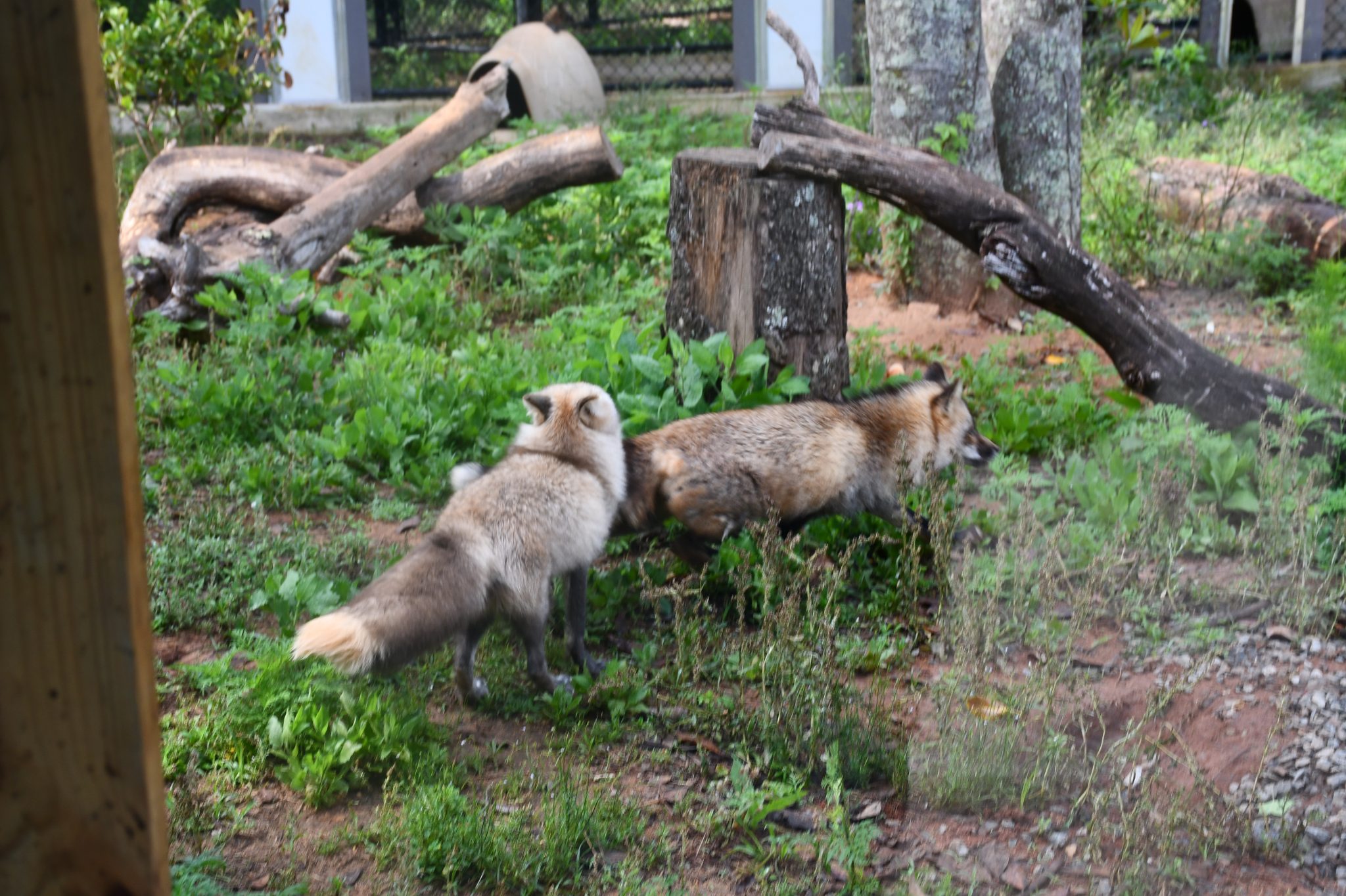 Five furry foxes freed from fir farm are newest exhibit at Chehaw ...
